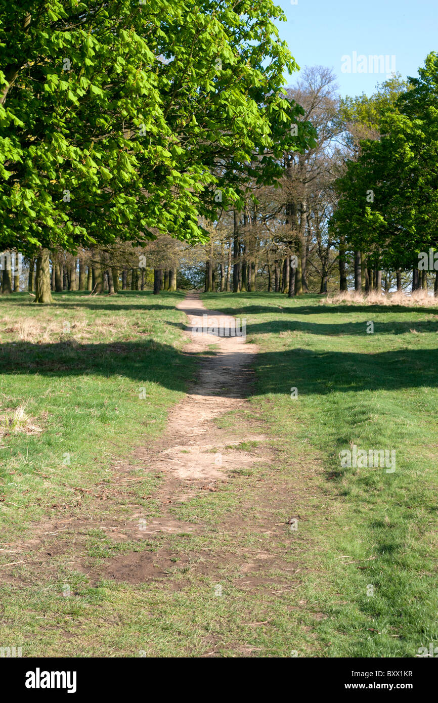 A landscape view of trees in a park Stock Photo - Alamy