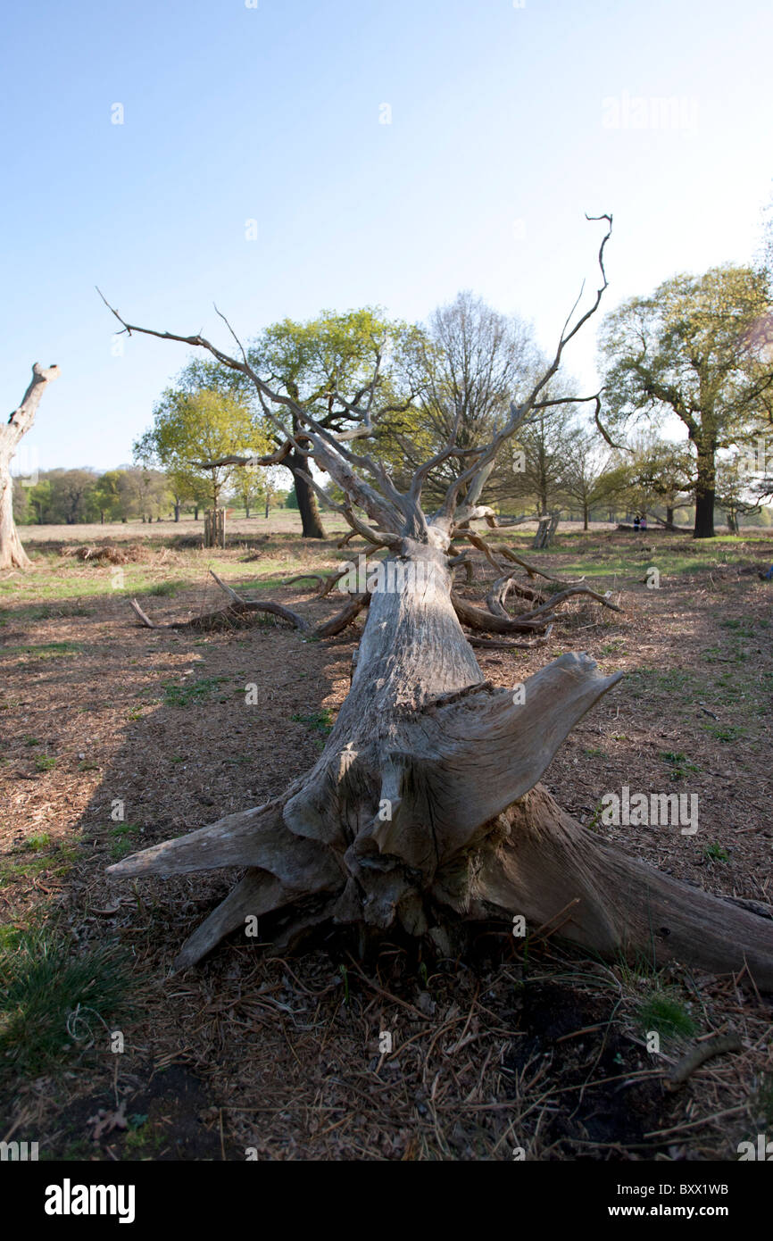 A dead tree lying on the ground in Richmond Park, London Stock Photo ...