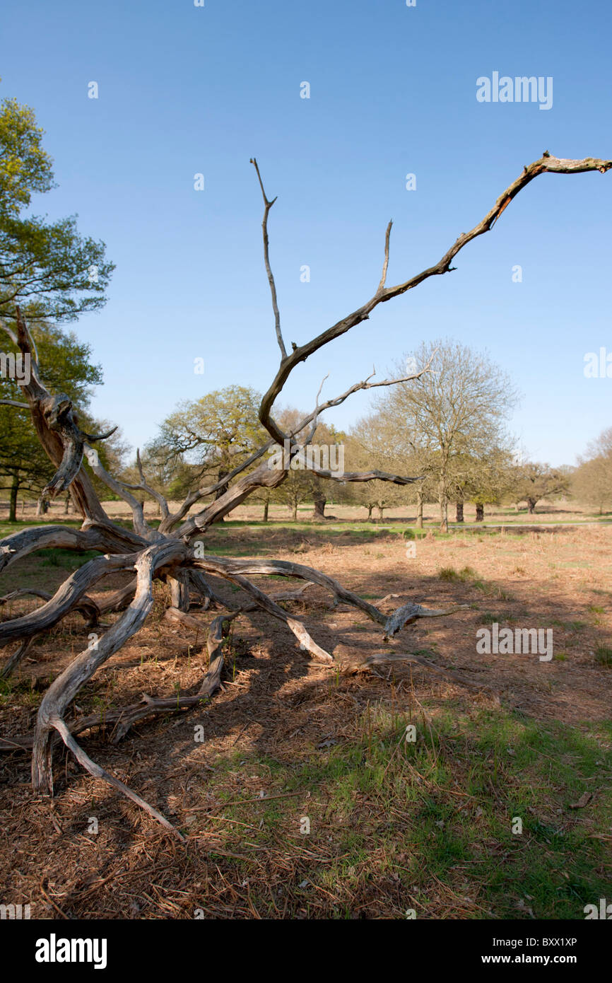 A dead tree lying on the ground in Richmond Park, London Stock Photo ...