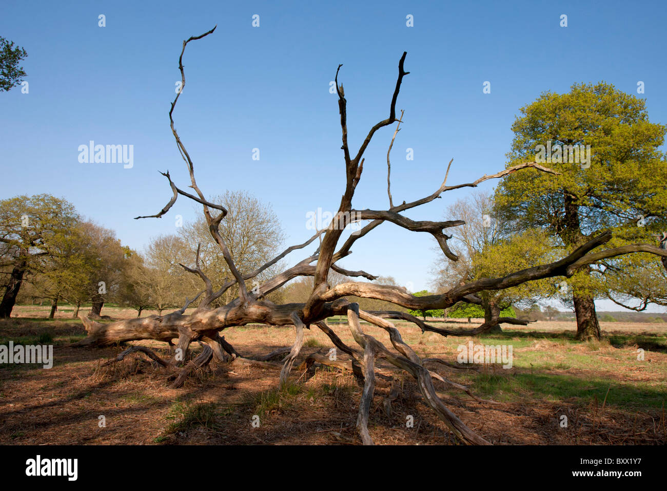 Skeleton lying on ground hi-res stock photography and images - Alamy