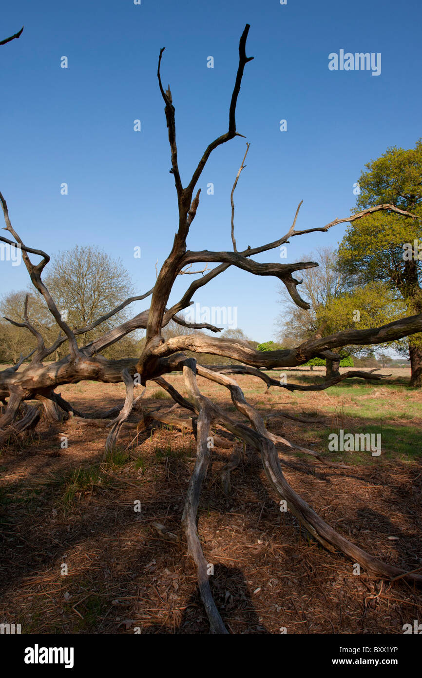 A dead tree lying on the ground in Richmond Park, London Stock Photo ...