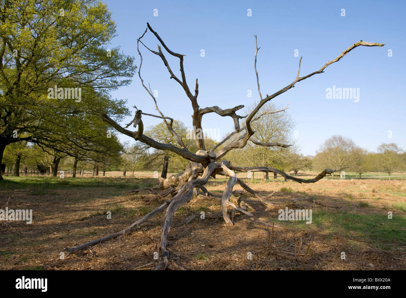 A dead tree lying on the ground in Richmond Park, London Stock Photo ...