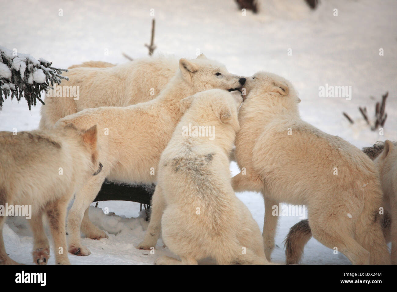 Arctic wolves hi-res stock photography and images - Alamy