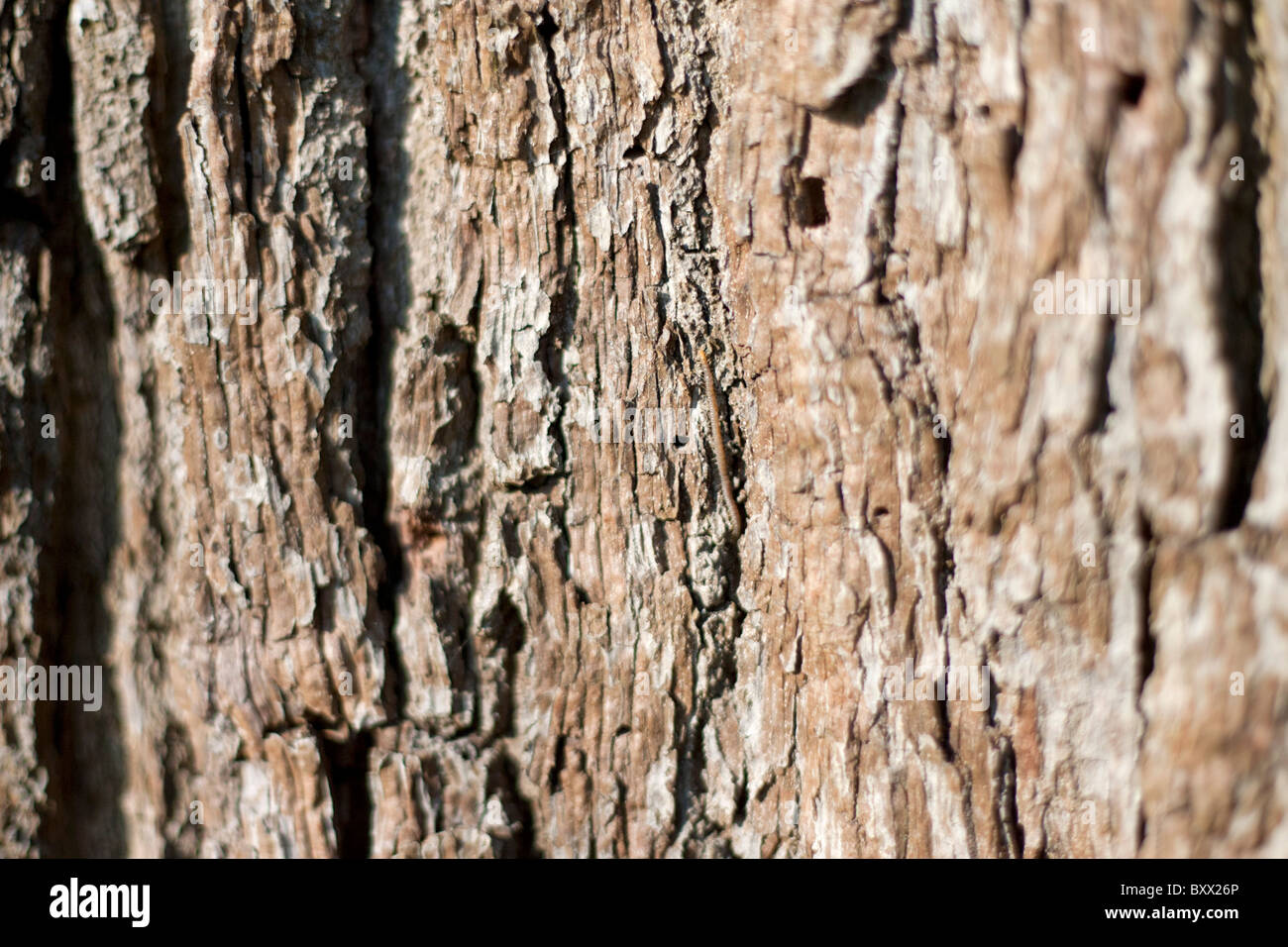 The patterned bark of a tree Stock Photo - Alamy