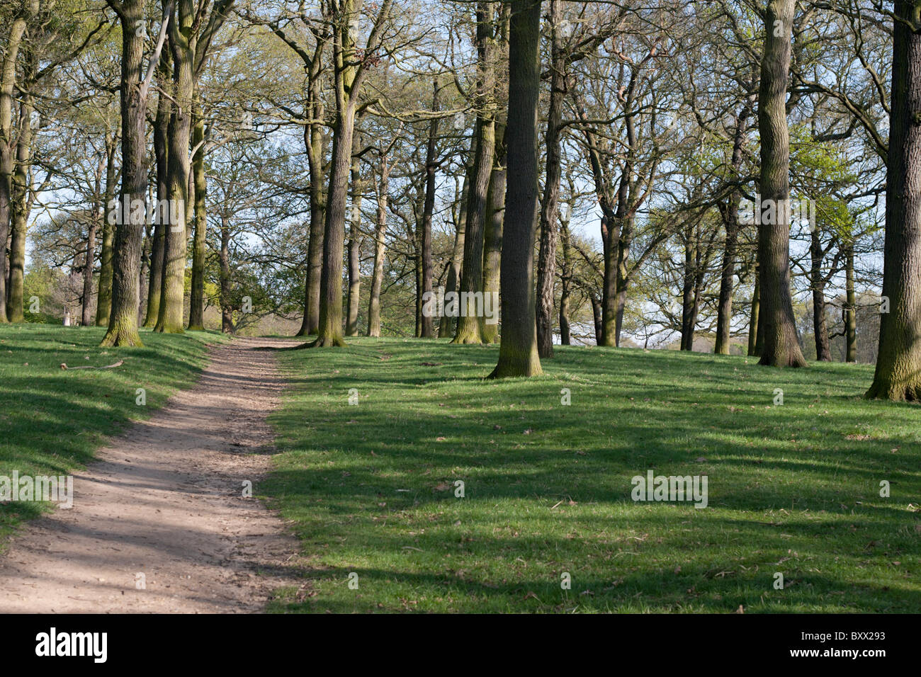 A landscape view of trees in a park Stock Photo - Alamy