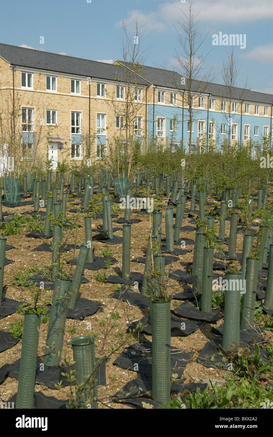 Tree plantation growing near housing development Cambridge UK Stock ...