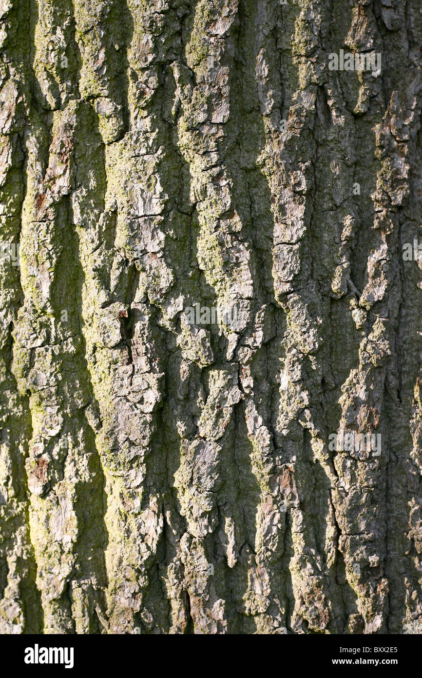 The patterned bark of a tree Stock Photo - Alamy