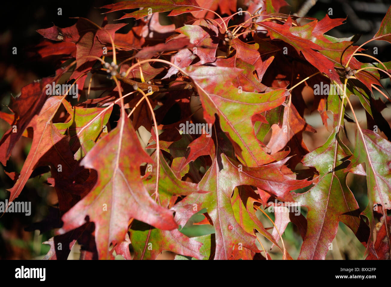 COLOURS OF AUTUMN, COLORS OF FALL, AUTUMN LEAVES, FALL LEAVES Stock ...