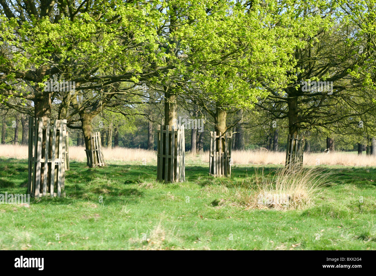A landscape view of trees in a park Stock Photo - Alamy