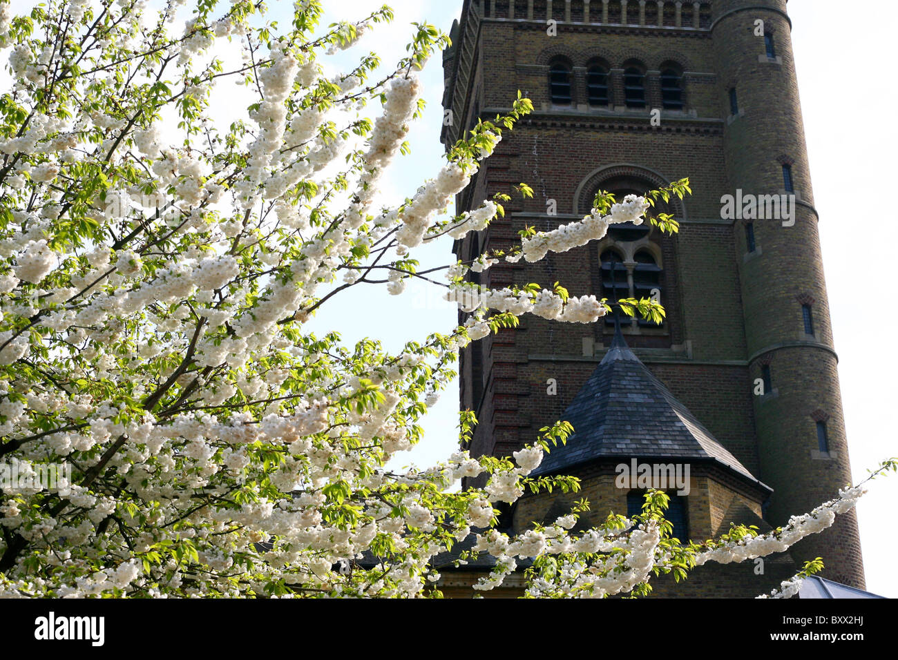 A cherry tree in blossom obscures a view of St Mary's Church, Ealing ...
