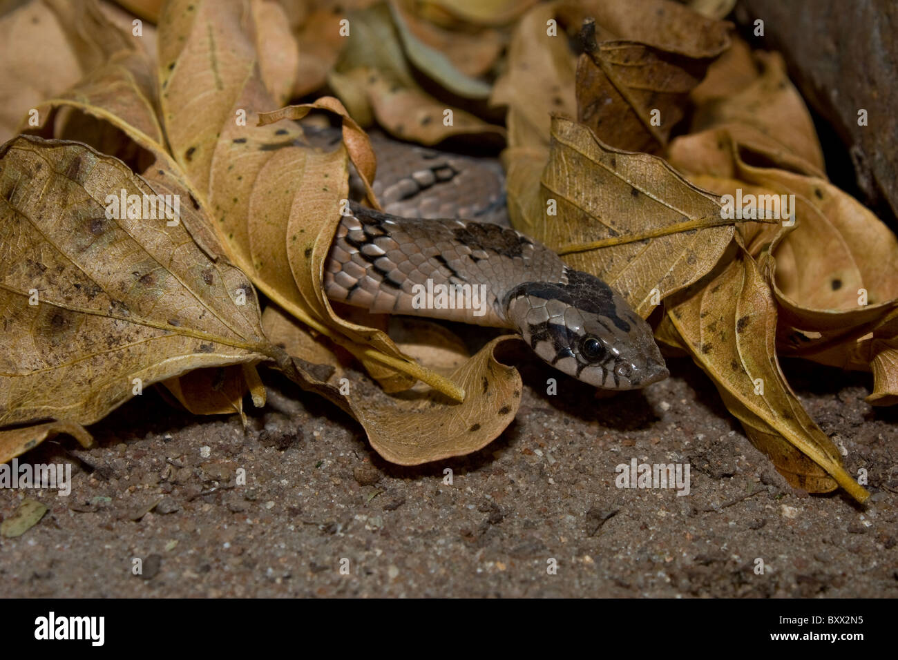Night adder south africa hi-res stock photography and images - Alamy