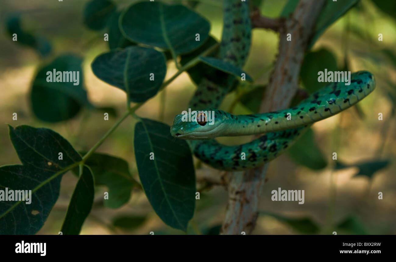 Spotted Bush Snake (Philothamnus semivariegatus Stock Photo - Alamy