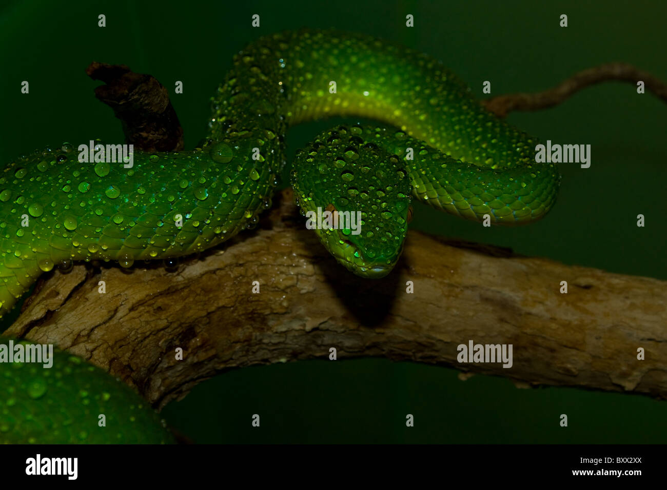 White Lip Viper (Trimisuris albolbabris Stock Photo - Alamy