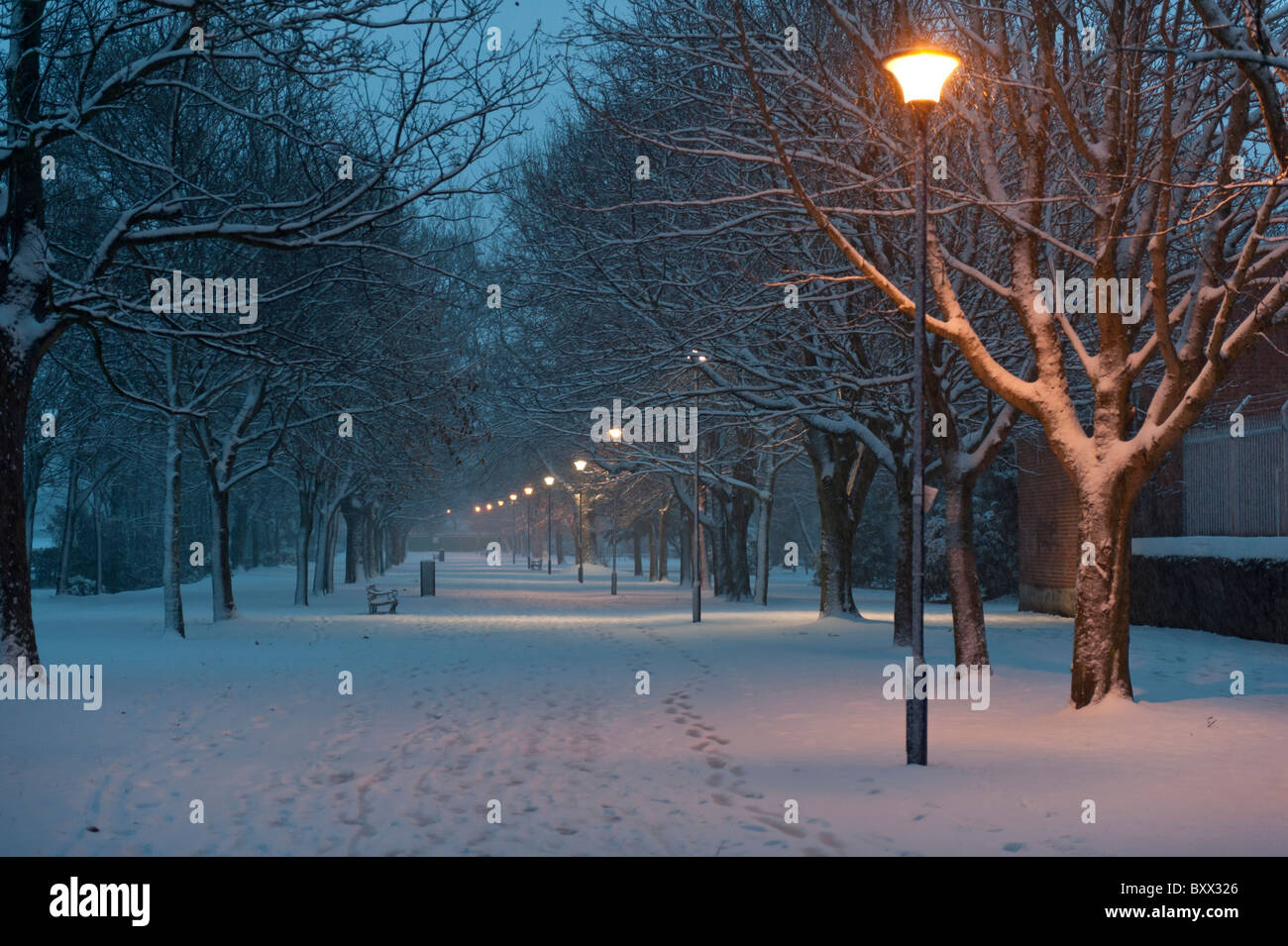 A tree lined avenue, Aberystwyth Wales UK in the snow, December 2010 ...