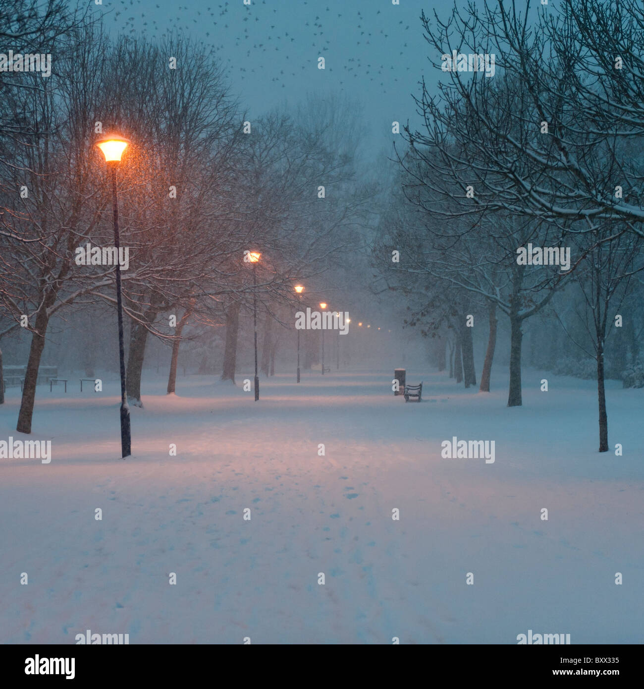 A tree lined avenue, Aberystwyth Wales UK in the snow, December 2010 ...