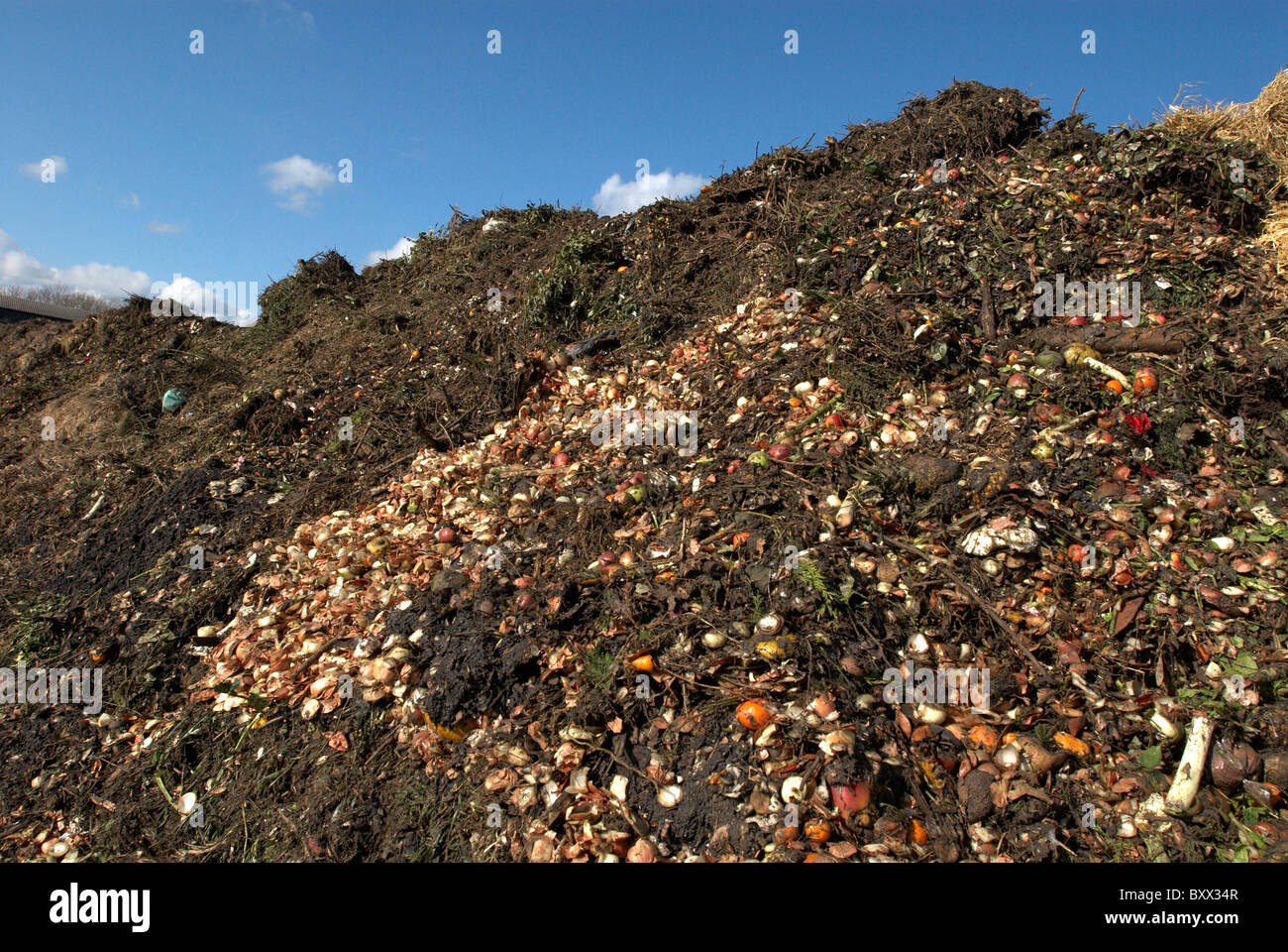 Composting mound at site for recycling food and garden waste Suffolk UK ...
