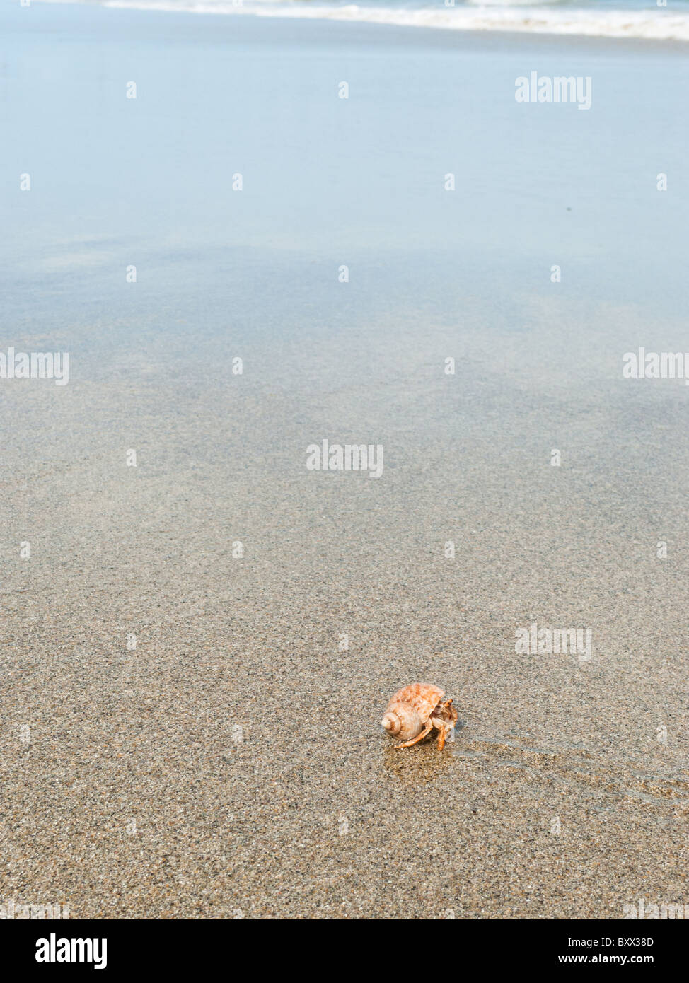 small sea crab, Dominican Republic Stock Photo - Alamy