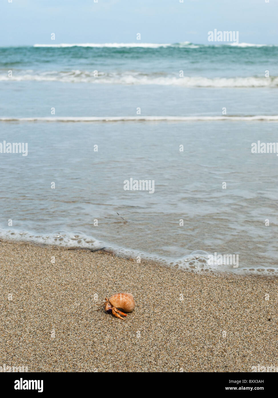 small sea crab, Dominican Republic Stock Photo - Alamy