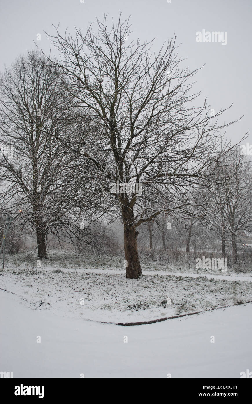 Snow covered Tree Stock Photo - Alamy