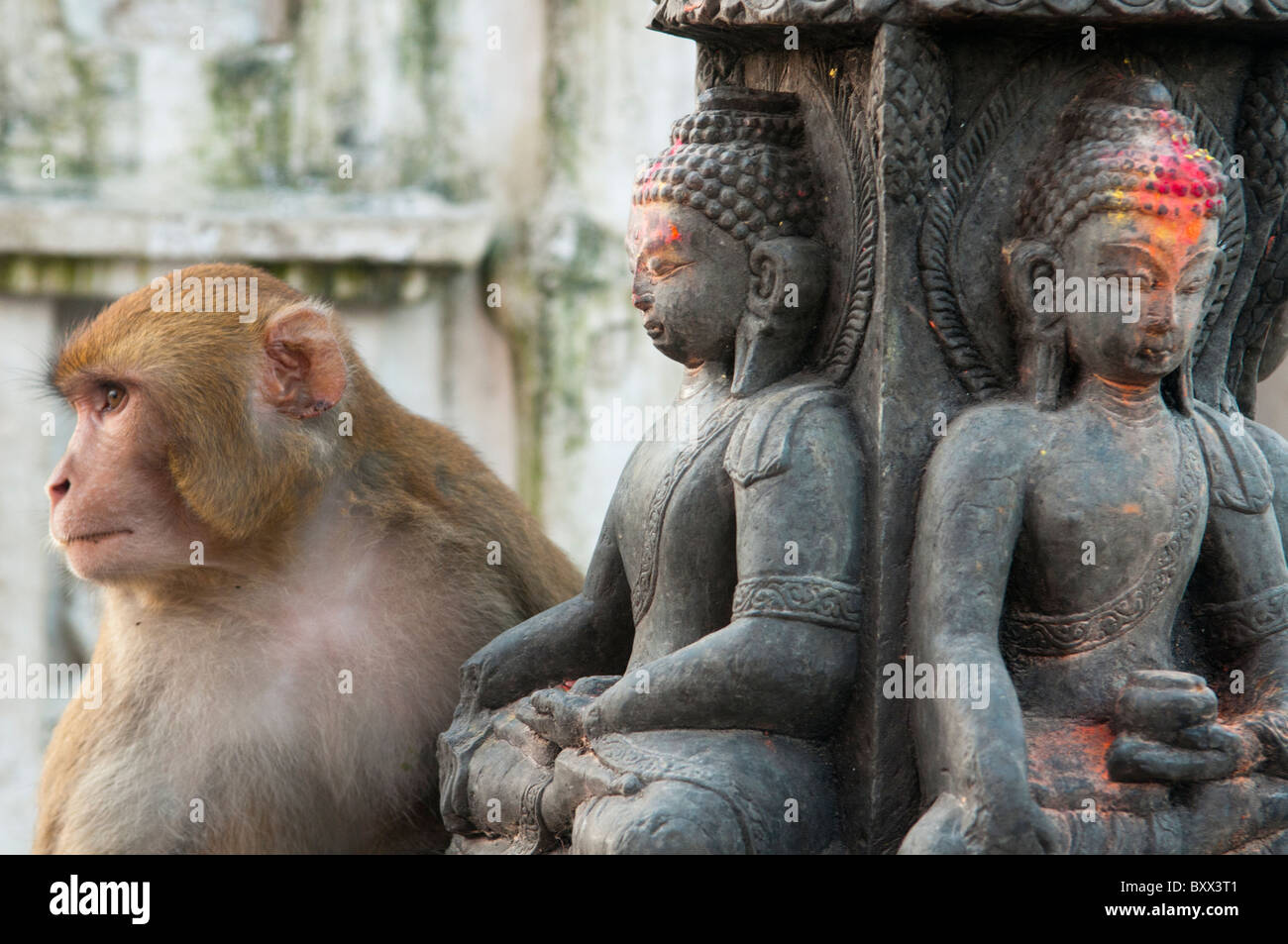 Who's the Buddha? Monkey and statue at Swayambunath, the Monkey Temple ...