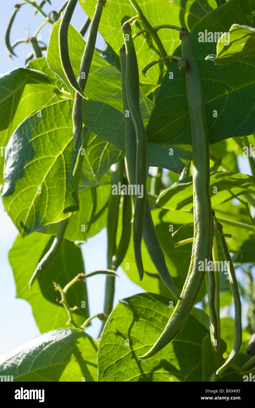 Runner beans white lady hi-res stock photography and images - Alamy