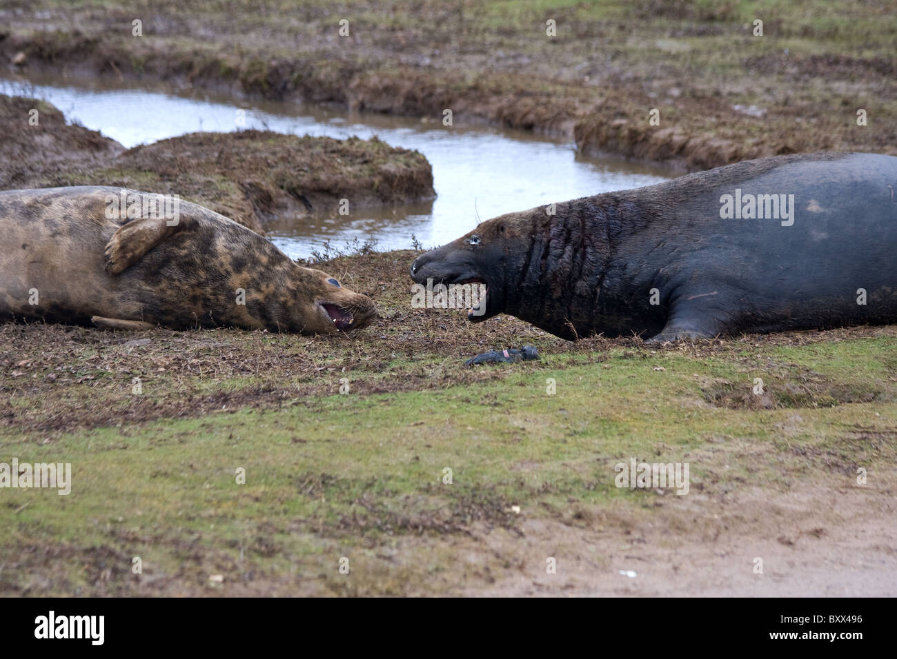 Angry seal hi-res stock photography and images - Alamy