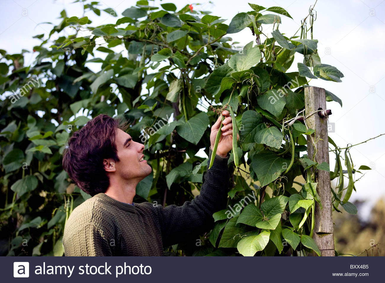 Runner Beans Stock Photos & Runner Beans Stock Images - Alamy