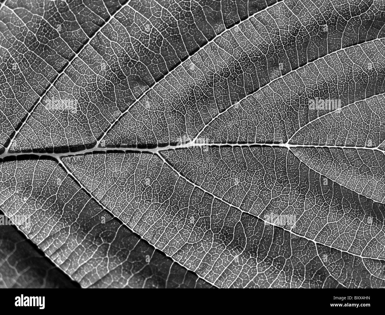 Vein Texture High Resolution Stock Photography and Images - Alamy