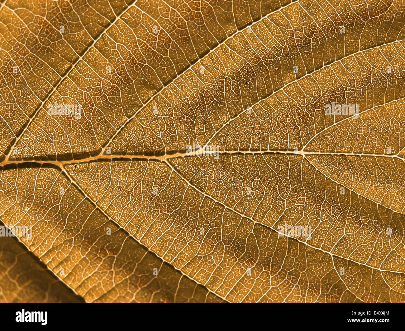 Sheet tree hi-res stock photography and images - Alamy