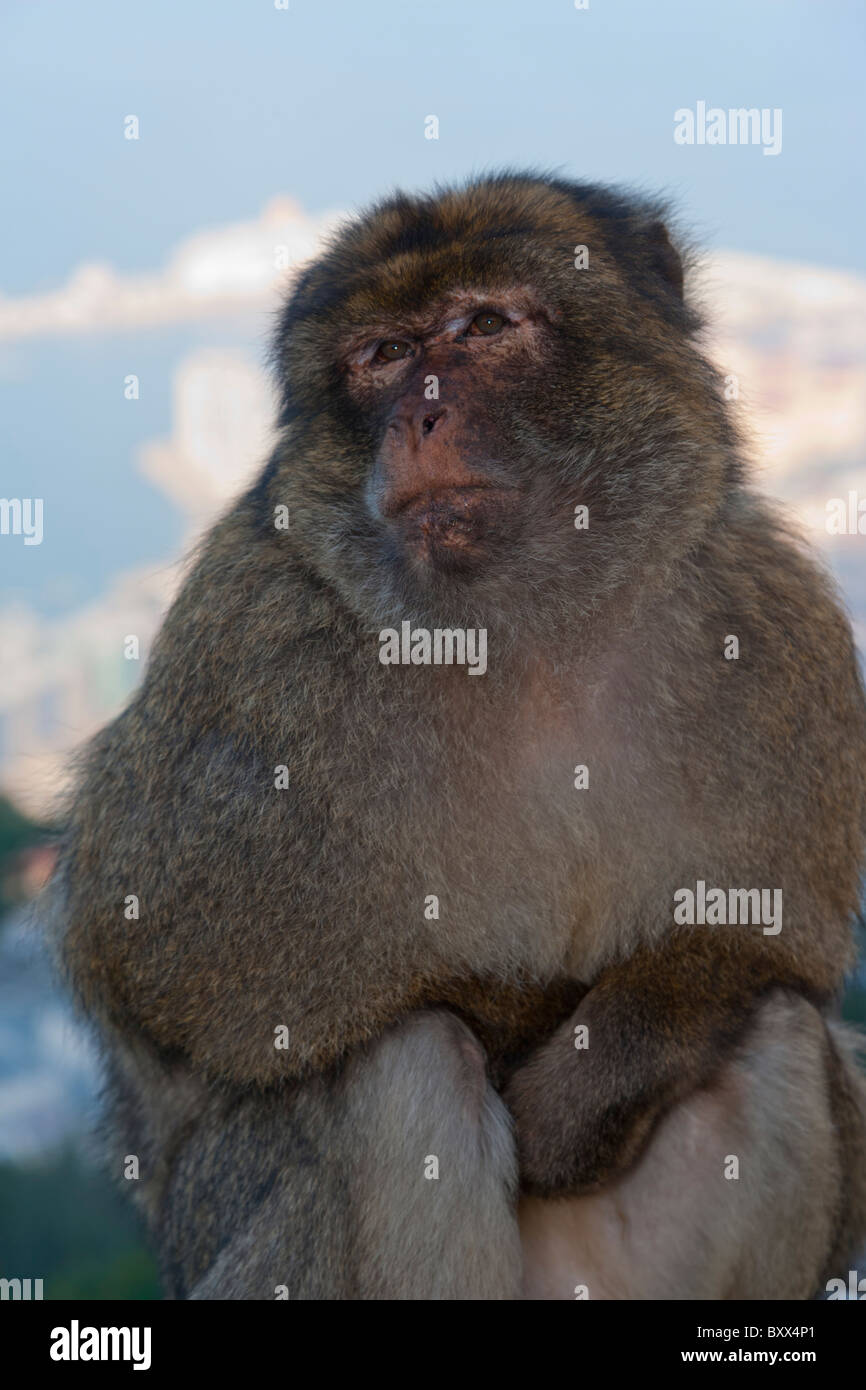 Barbary Apes Macaca sylvanus. Barbary Macaques. Gibraltar Stock Photo ...