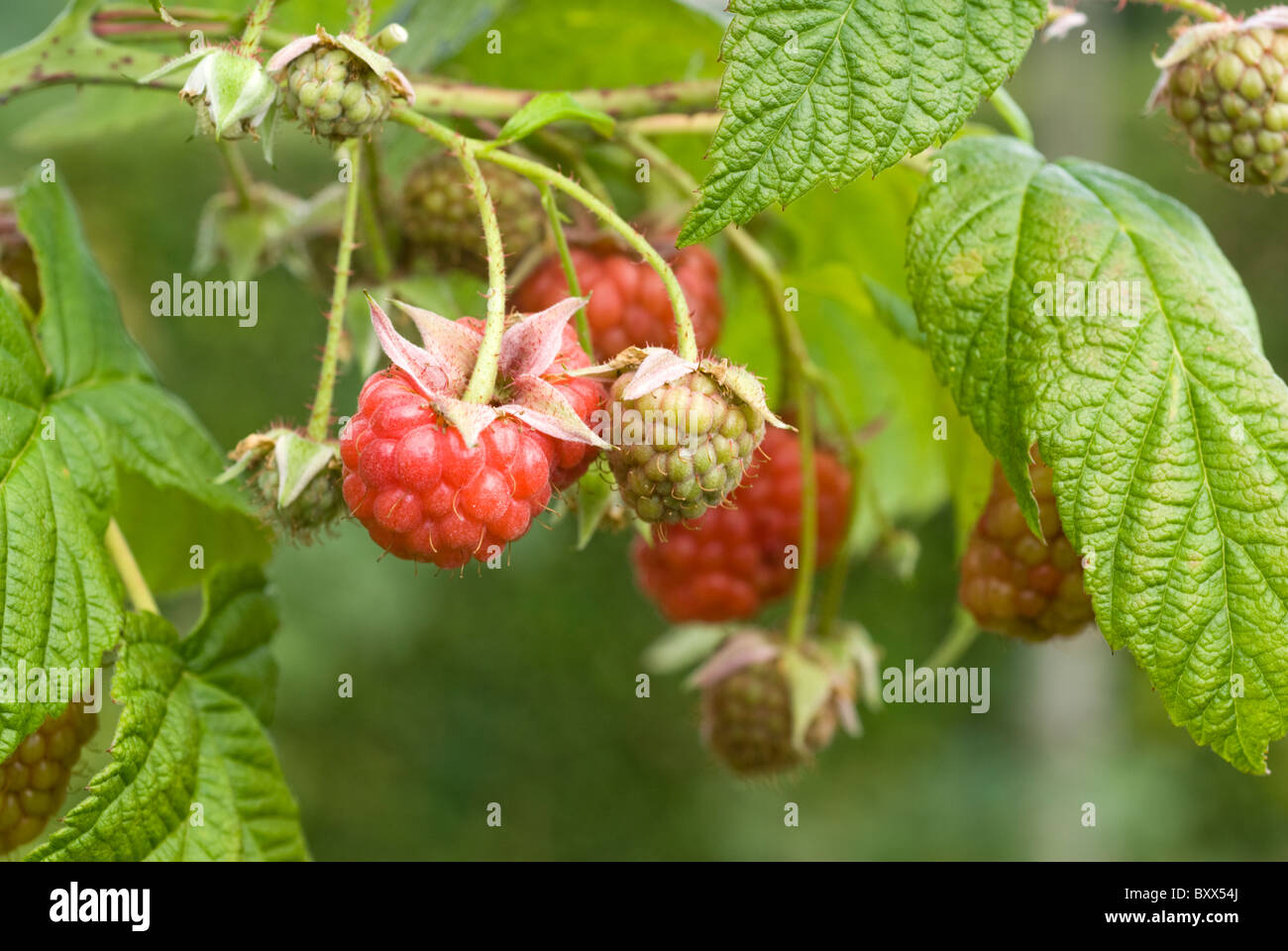 Raspberries, (Rubus fruticosus) ripening on canes on an allotment in ...