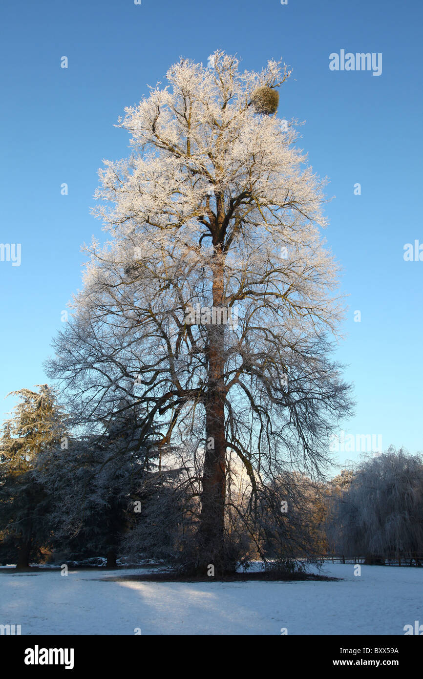 Tree with hoar frost Stock Photo - Alamy