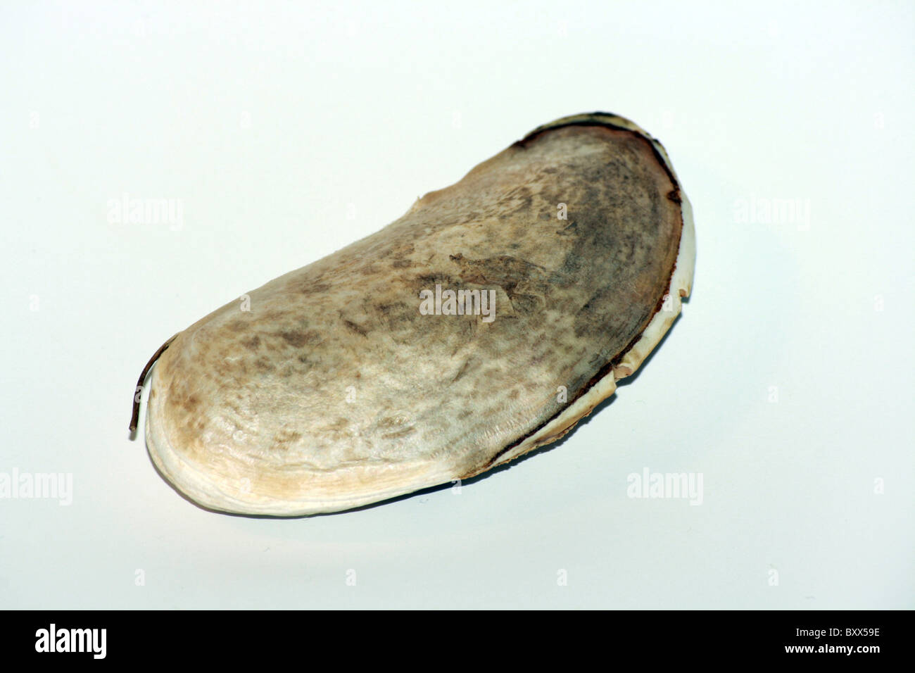 Inside mango hi-res stock photography and images - Alamy