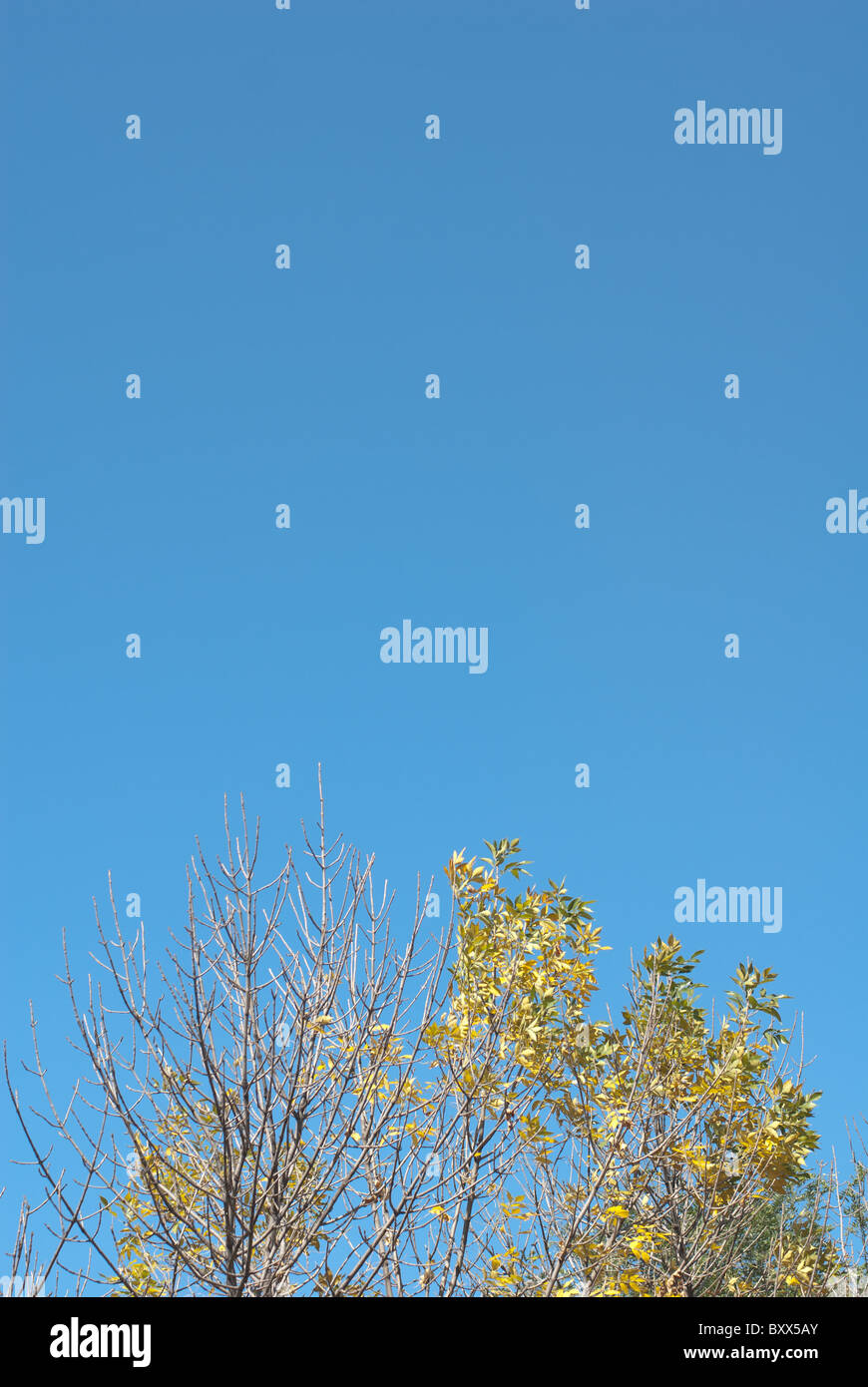Tree branches reaching to the sky hi-res stock photography and images ...