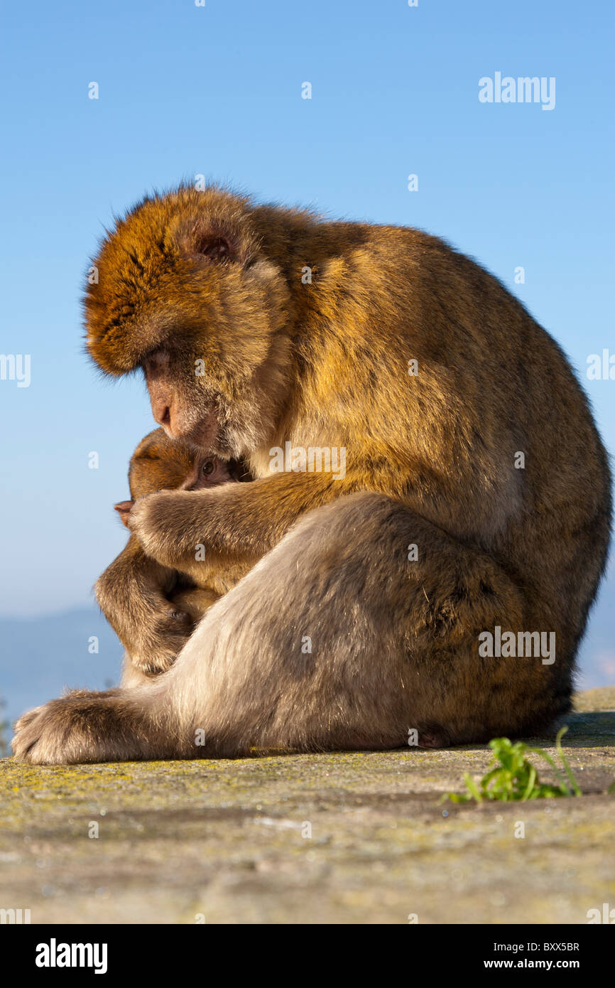 Barbary Apes Macaca sylvanus. Barbary Macaques. Gibraltar Stock Photo ...