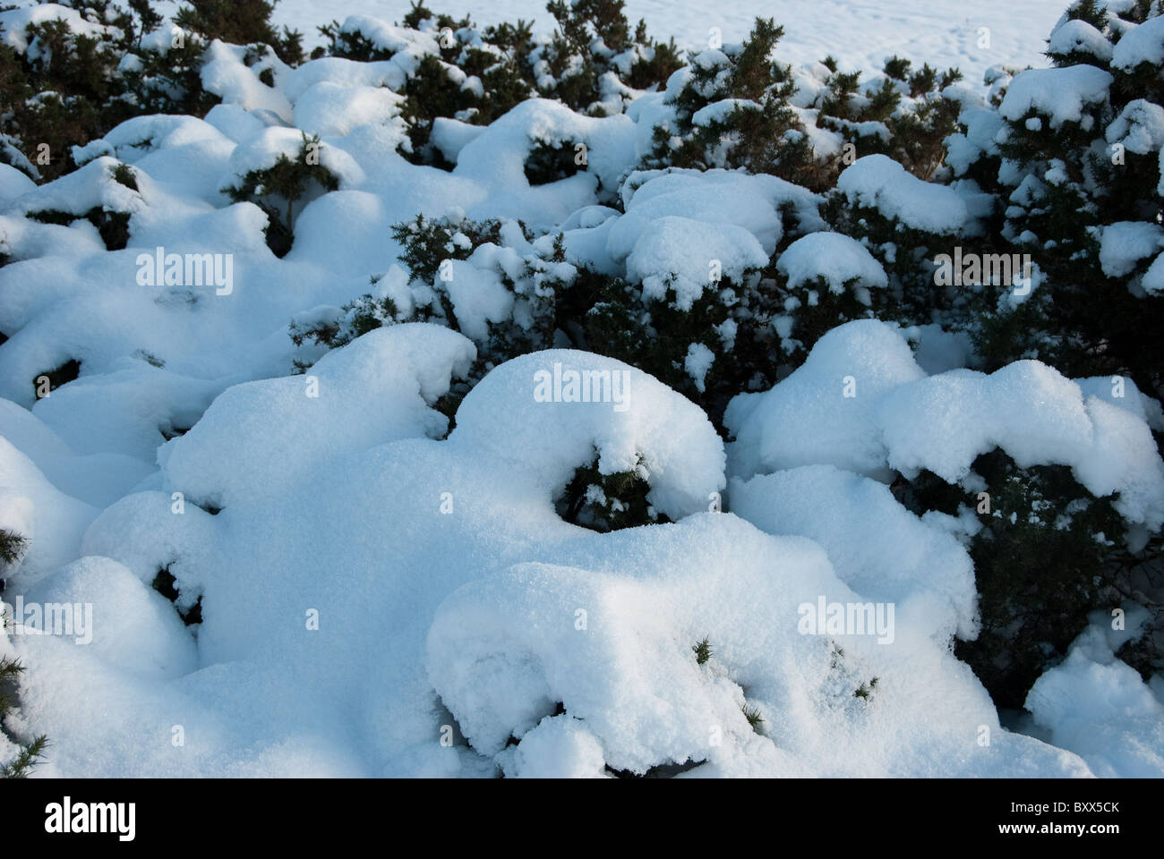 Snow covered hedge landscape hi-res stock photography and images - Alamy