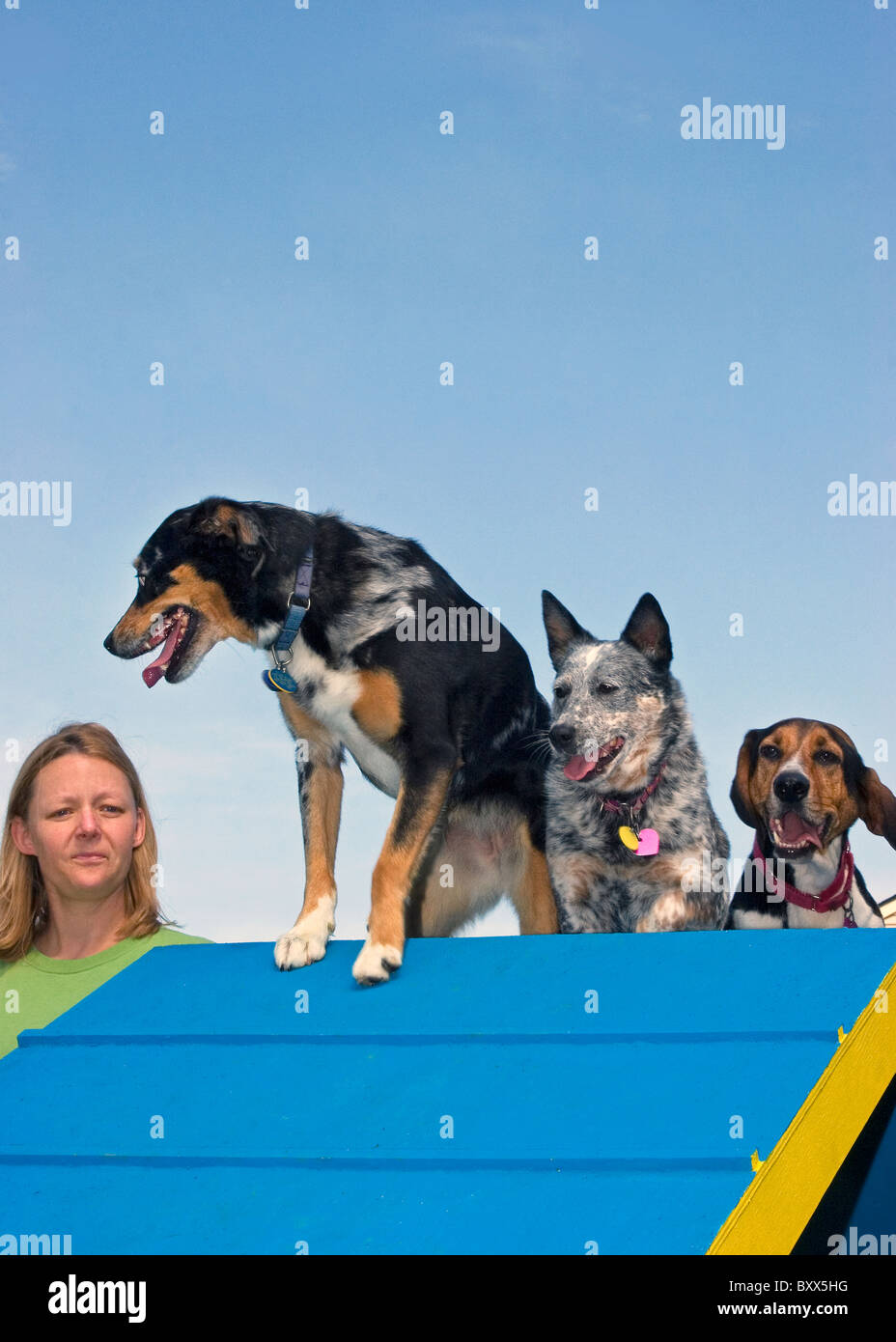 Woman training three dogs, cattle dog, hound dog, climb agility A-frame ...