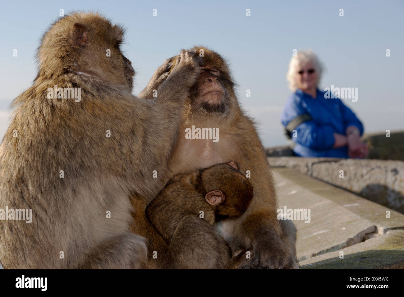 Gibraltar Apes High Resolution Stock Photography and Images - Alamy