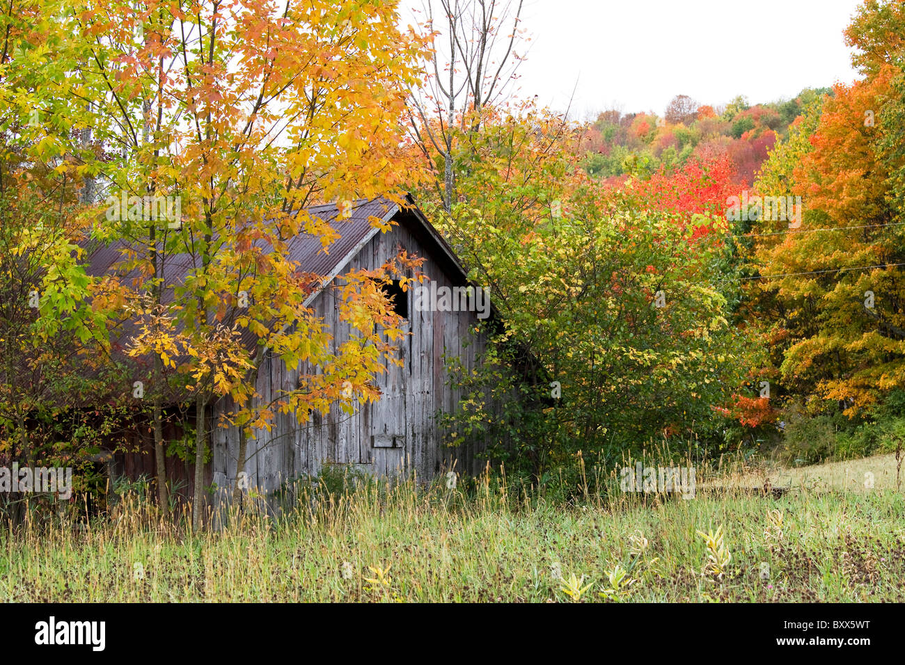 Autumn Barn Scenes
