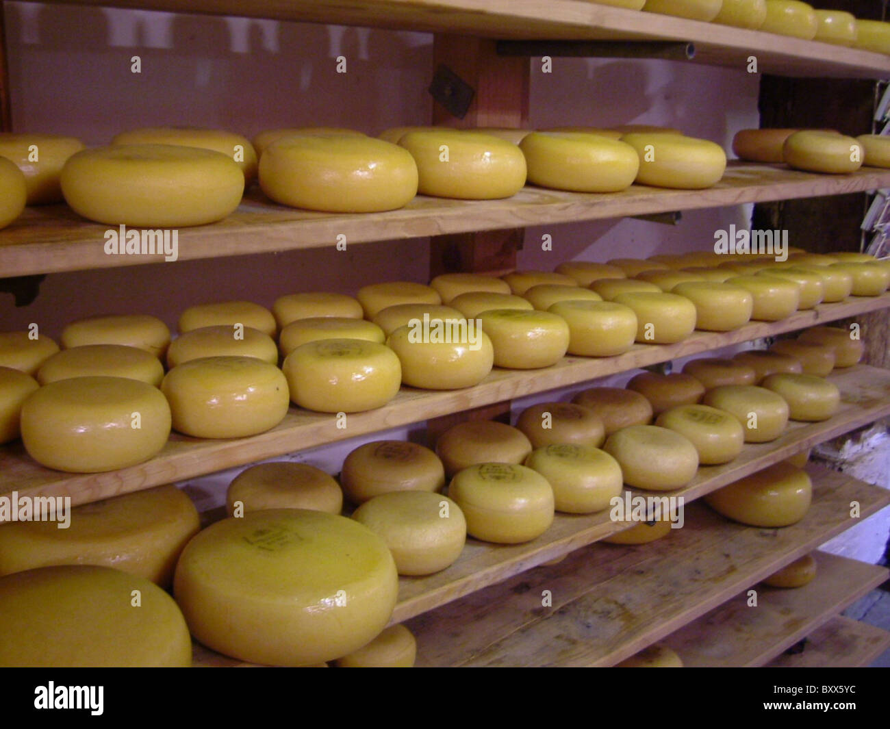 Holland row upon row of cheeses at the cheese factory Stock Photo - Alamy