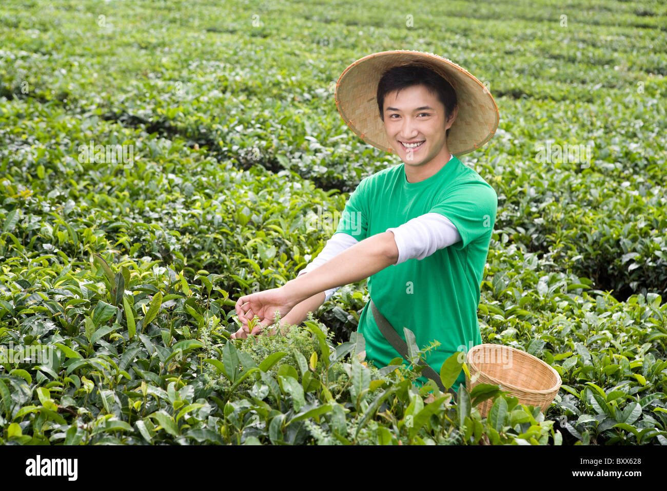 Young Man Picking Tea Stock Photo - Alamy
