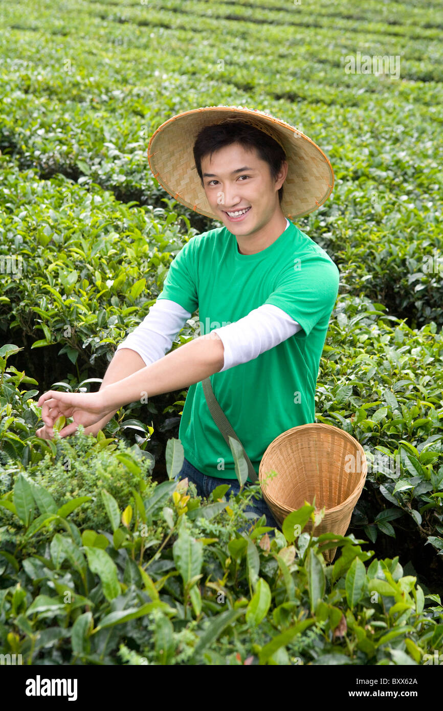 Young Man Picking Tea Stock Photo - Alamy