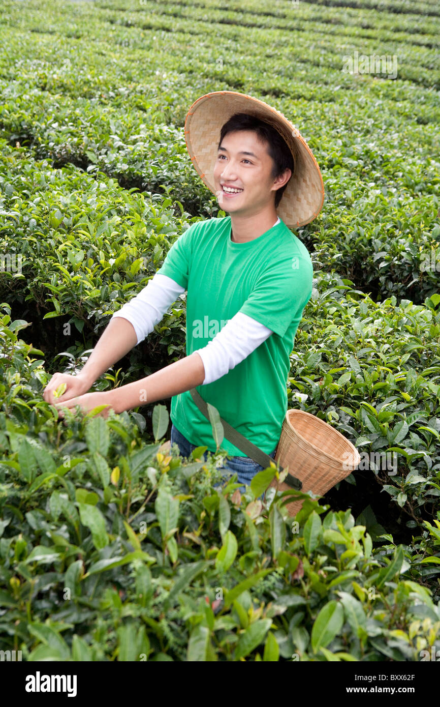 Young Man Picking Tea Stock Photo - Alamy