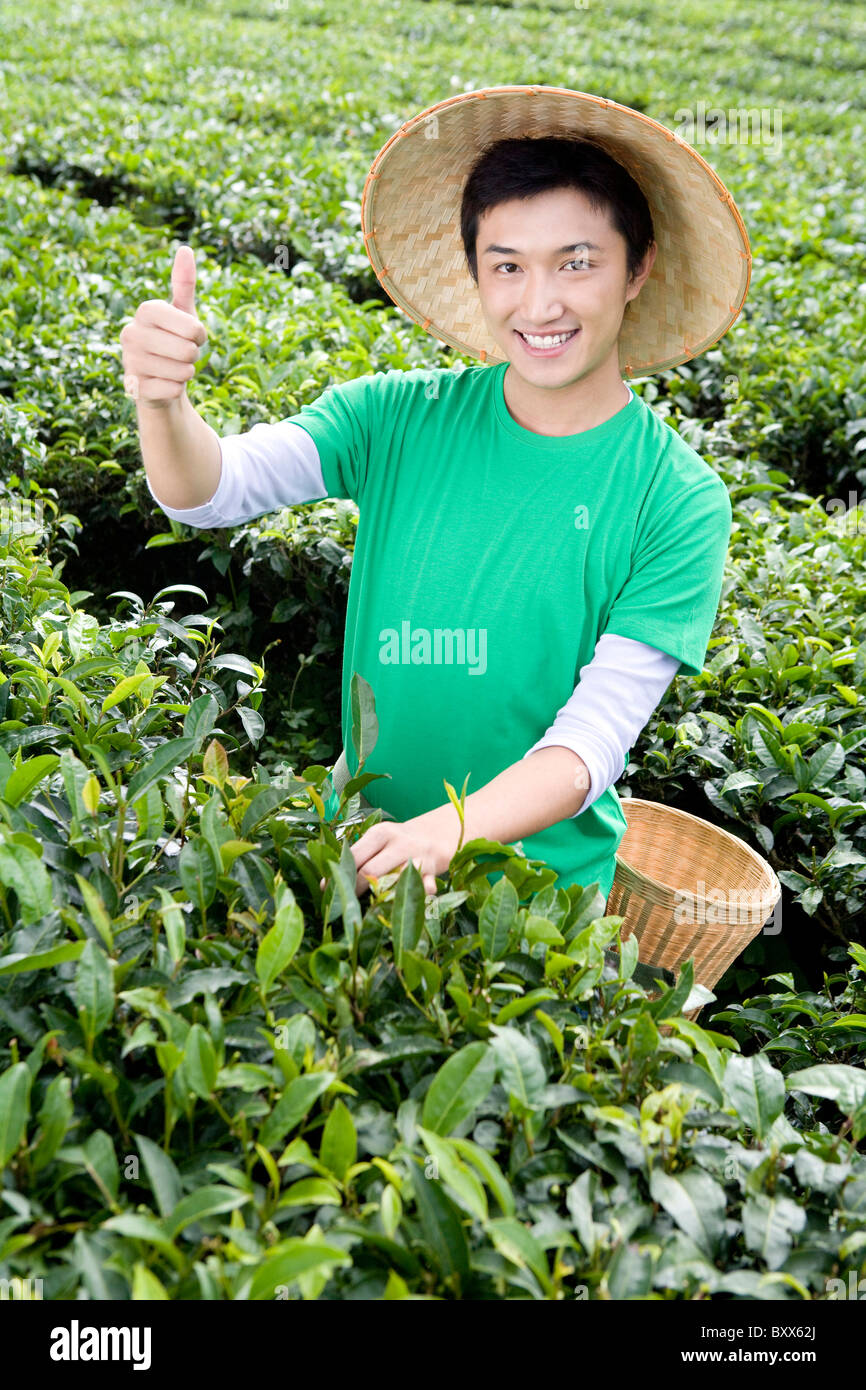 Young Man Picking Tea Stock Photo - Alamy