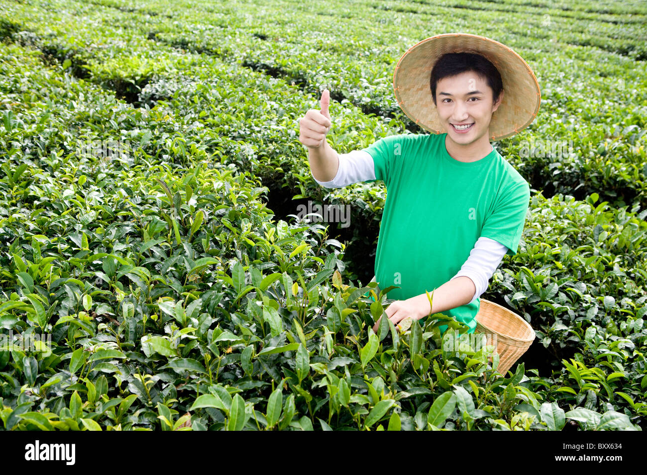 Young Man Picking Tea Stock Photo - Alamy