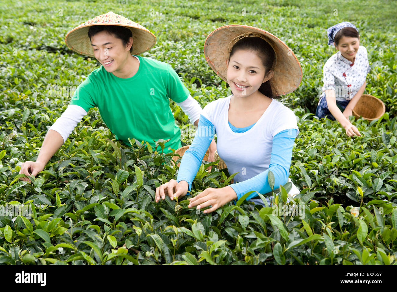 Three Young People Picking Tea Stock Photo - Alamy