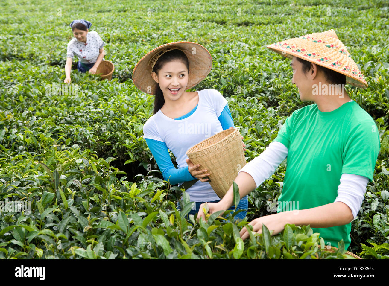 Three Young People Picking Tea Stock Photo - Alamy