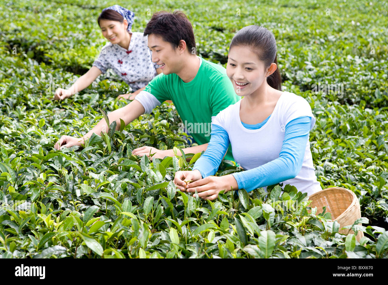 Three Young People Picking Tea Stock Photo - Alamy