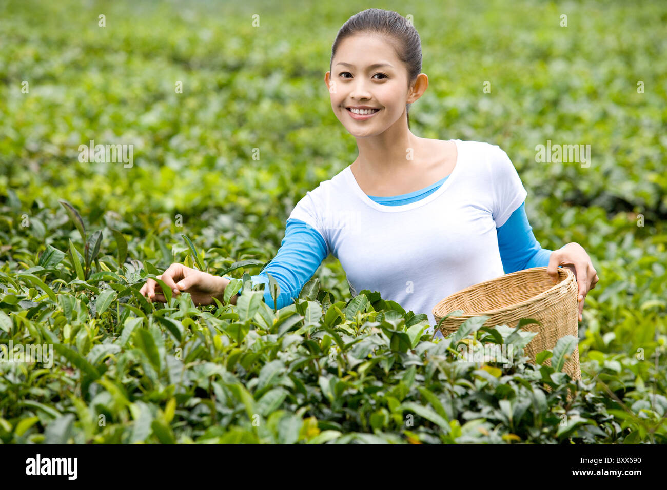 Young Woman Picking Tea Stock Photo - Alamy