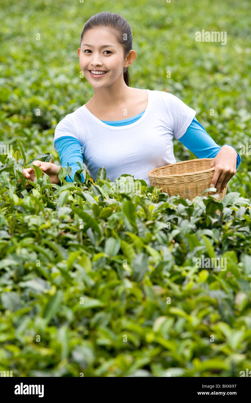 Young Woman Picking Tea Stock Photo - Alamy